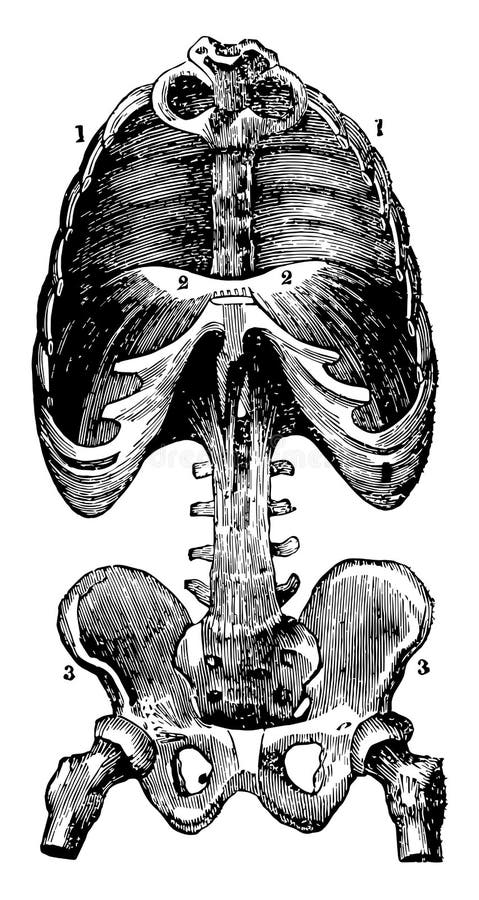 Diaphragm Line Stock Illustrations – 1,039 Diaphragm Line Stock ...
