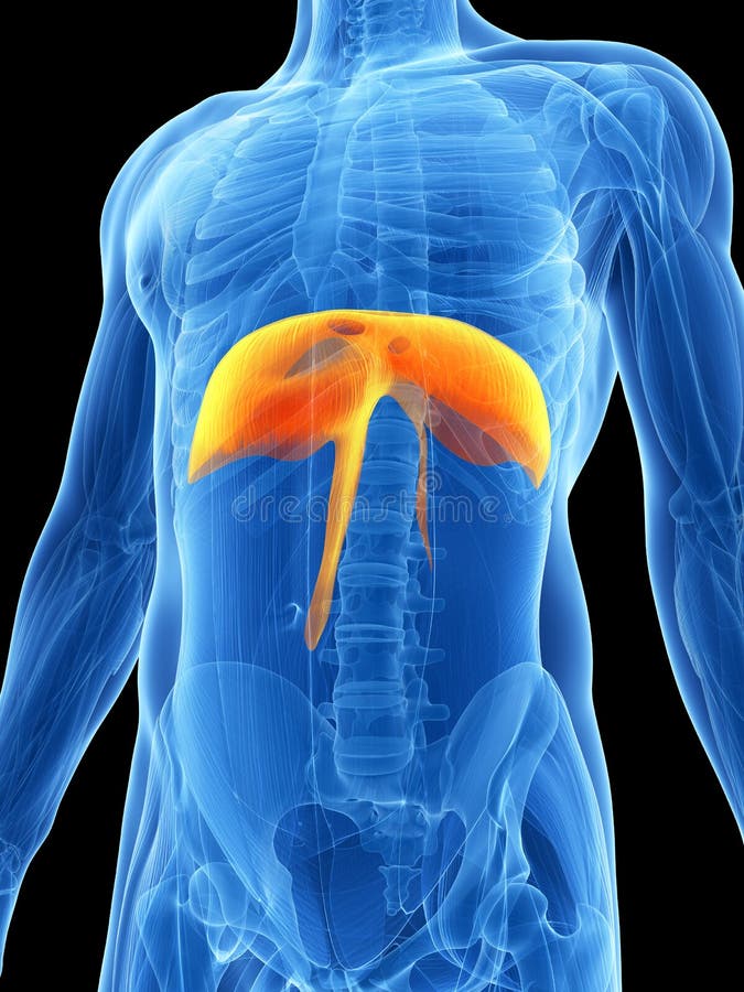 Le diaphragme illustration stock. Illustration du science - 56285896