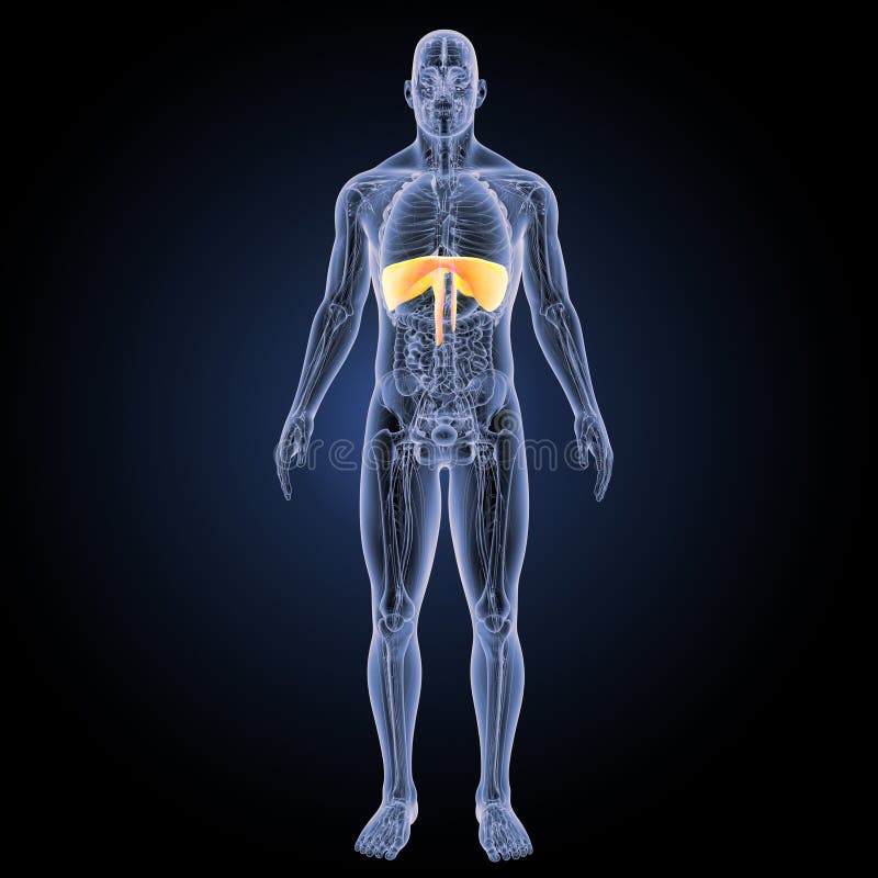 Diaphragme Avec La Vue Antérieure D'anatomie Illustration Stock ...