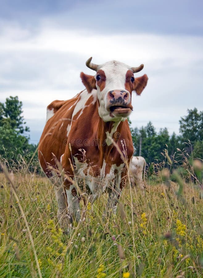 Diary cow stock image. Image of cute, paddock, look, mouth - 2905815