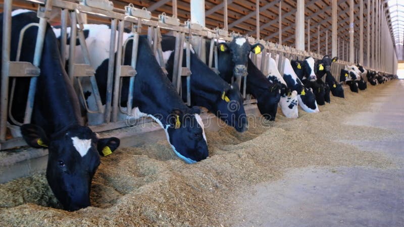 Diary Cows in Modern Free Livestock Stall Stock Footage - Video of beef ...