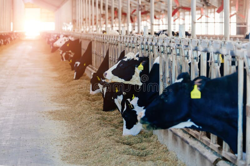 Diary Cows in Modern Free Livestock Stall, Selective Focus Stock Image ...