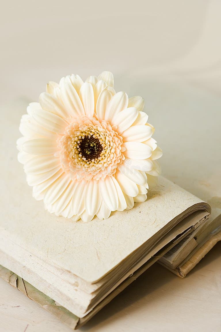 3,793 Biege Stock Photos - Free & Royalty-Free Stock Photos from Dreamstime