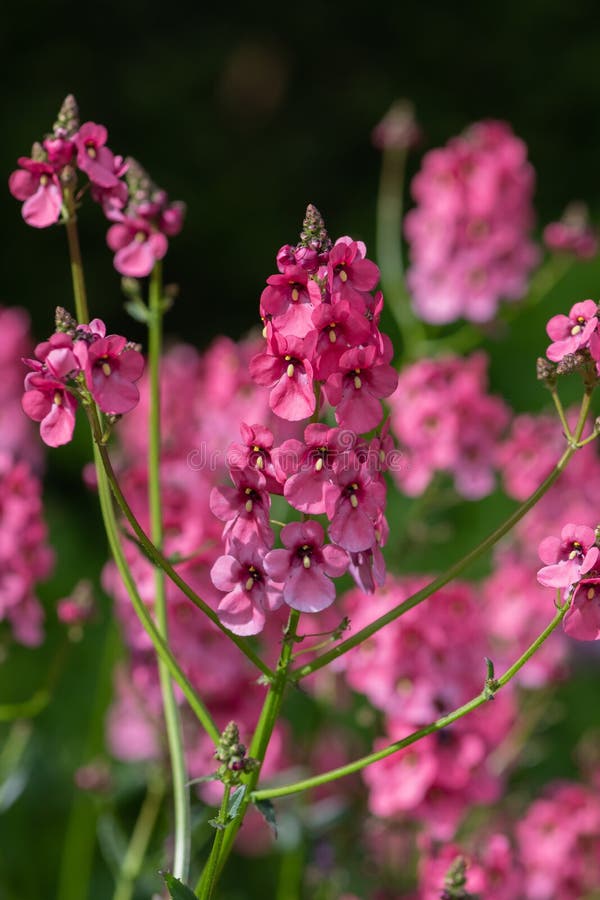 Diascia stock image. Image of color, green, garden, flowering - 256849485