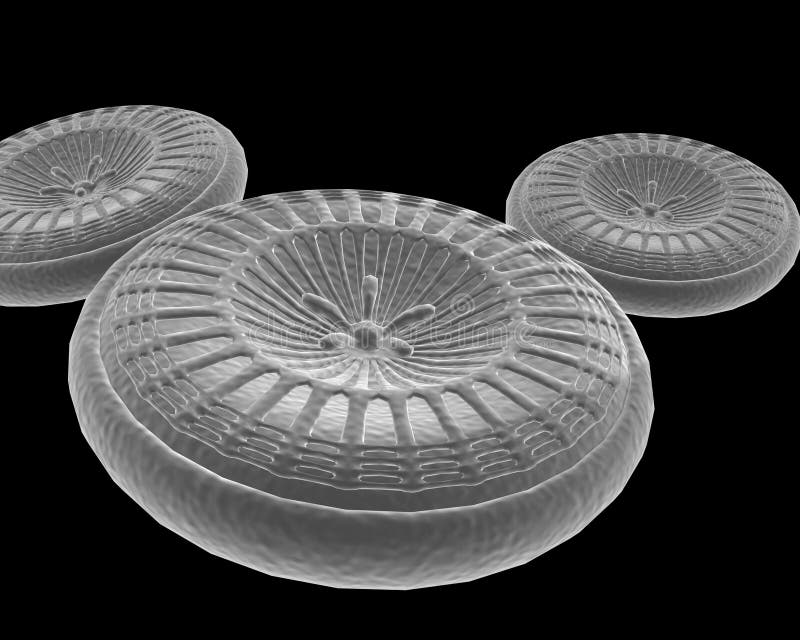 Diatomées illustration stock. Illustration du observations - 71833153