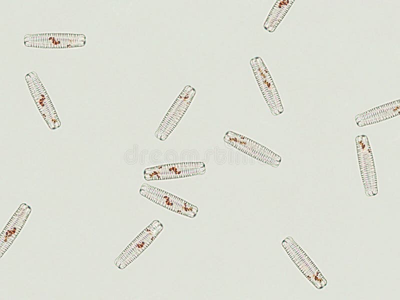 Diatoms Algae Under Microscope