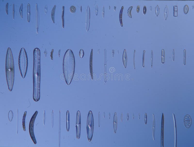 Diatomas Del Mar Bajo El Microscopio Imagen de archivo - Imagen de ...