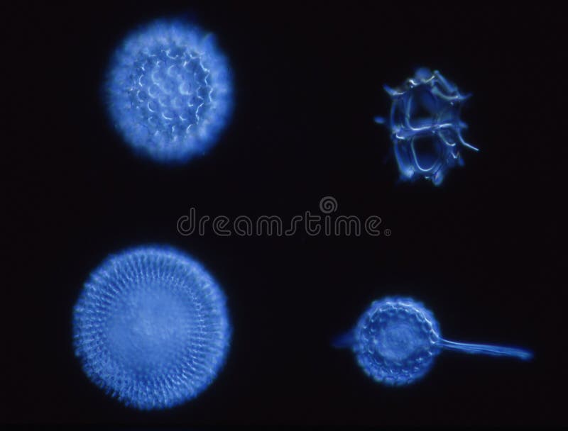 Diatomas Del Mar Bajo El Microscopio Foto de archivo - Imagen de ...