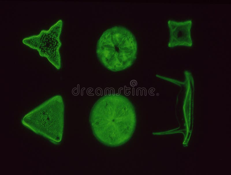 Diatomeas del mar imagen de archivo. Imagen de microscopio - 194437837