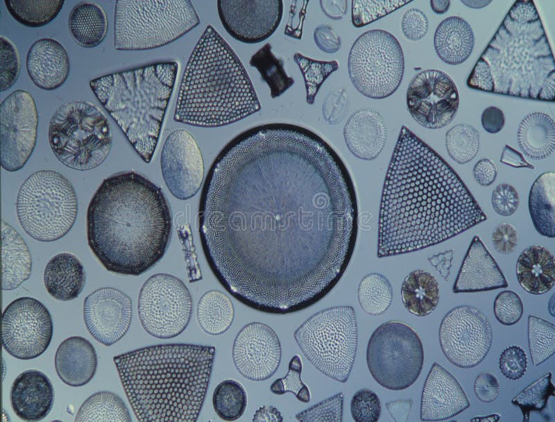 Diatomeas del mar foto de archivo. Imagen de redondo - 194437848