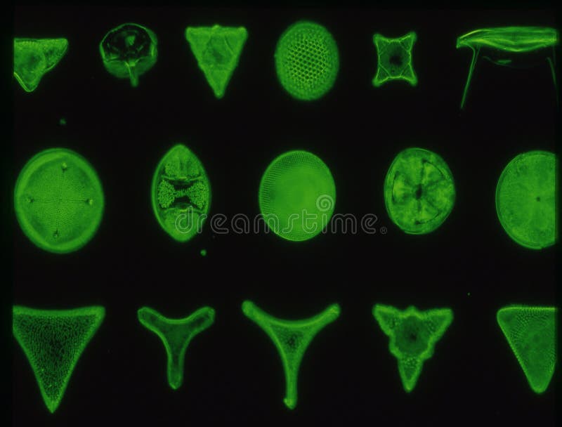 Diatomeas del mar foto de archivo. Imagen de plancton - 194439734