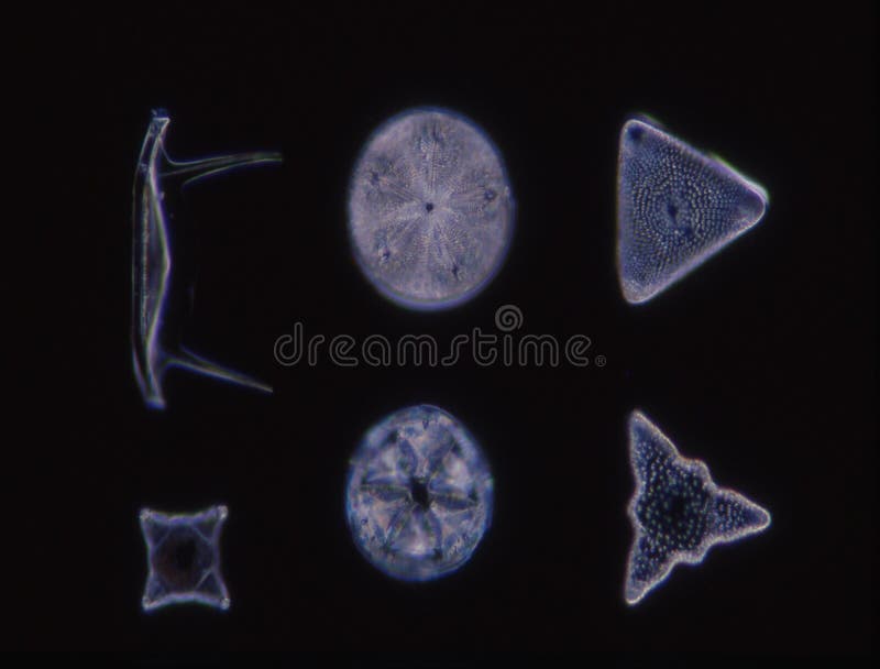 Diatomeas del mar imagen de archivo. Imagen de microscopio - 194437919