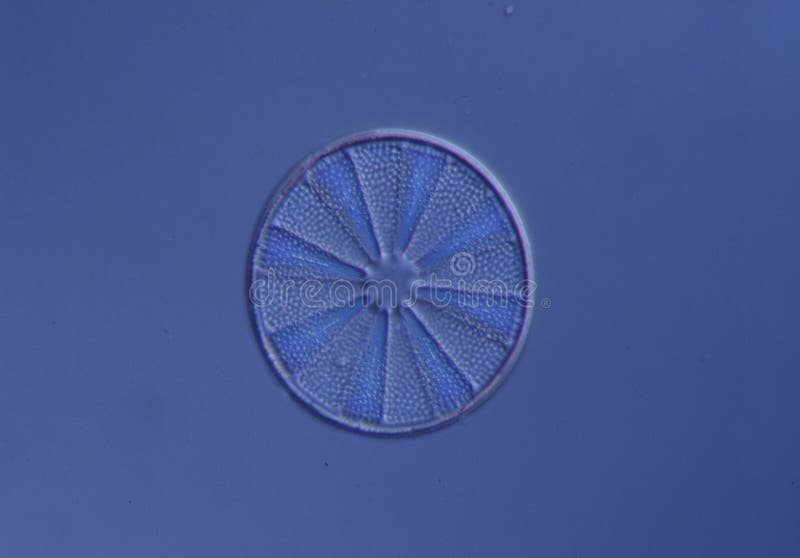 Diatomeas del mar foto de archivo. Imagen de estructuras - 194439718