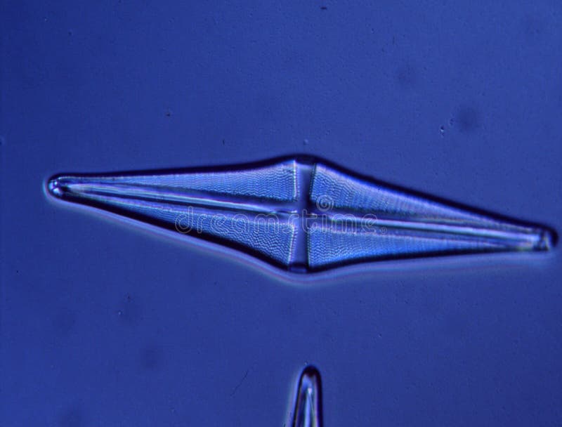 Diatomeas del mar foto de archivo. Imagen de diatomeas - 194439722