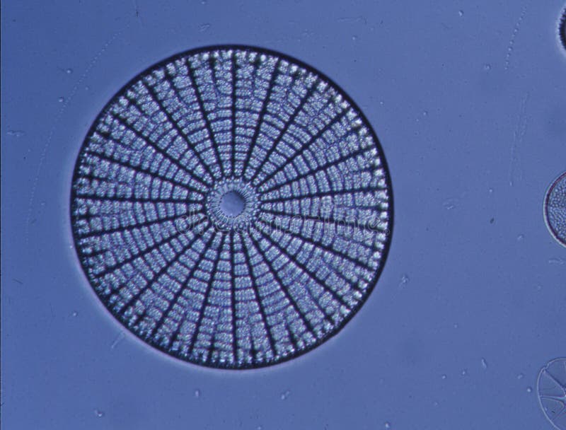 Diatomeas del mar foto de archivo. Imagen de algas, macro - 194439724