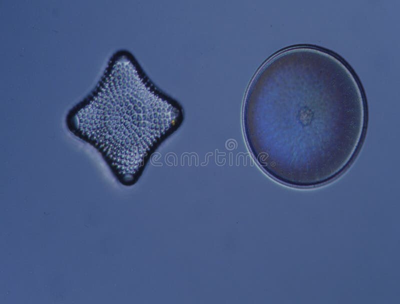 Diatoms from the sea stock photo. Image of plankton - 194437926