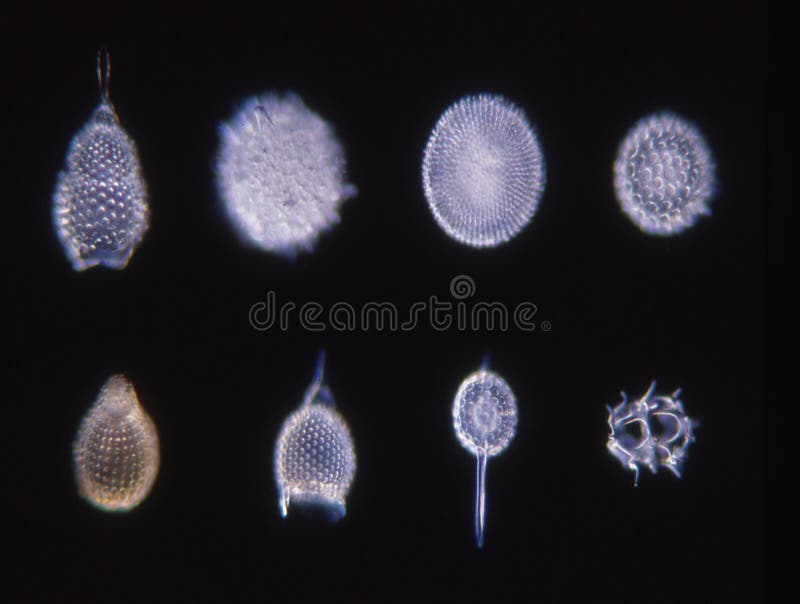 Diatoms Under Microscope 100x
