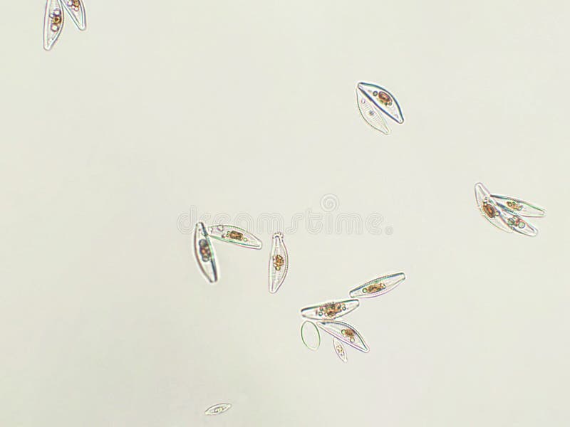 Diatoms Under Microscopic View Stock Photo - Image of friendly, colony ...