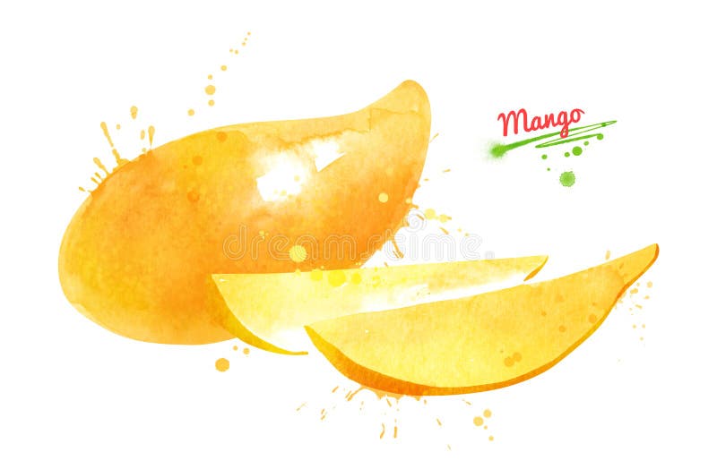 Dibujo Acuarela Del Mango Amarillo Stock de ilustración - Ilustración ...
