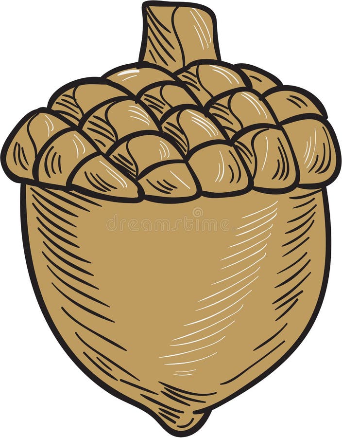 Dibujo de la bellota ilustración del vector. Ilustración de trazado ...
