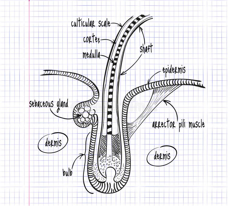 Dibujo De La Estructura Del Cabello Humano Ilustración del Vector ...