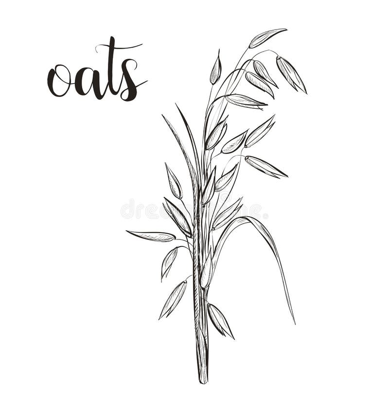 Avena Ilustraciones Stock, Vectores, Y Clipart – (35,380 Ilustraciones ...