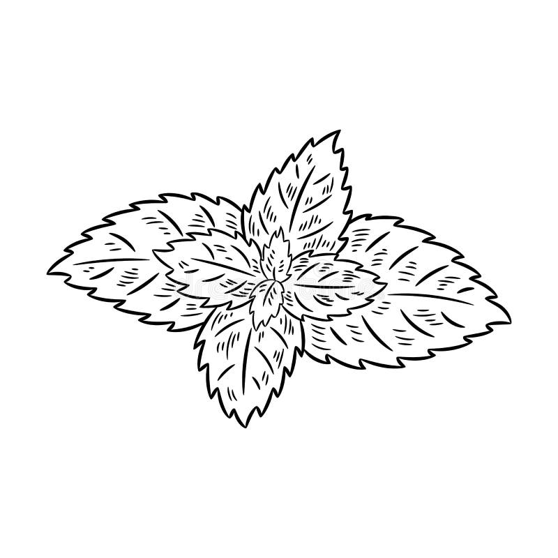Dibujo De La Menta En El Fondo Blanco Ilustración del Vector ...