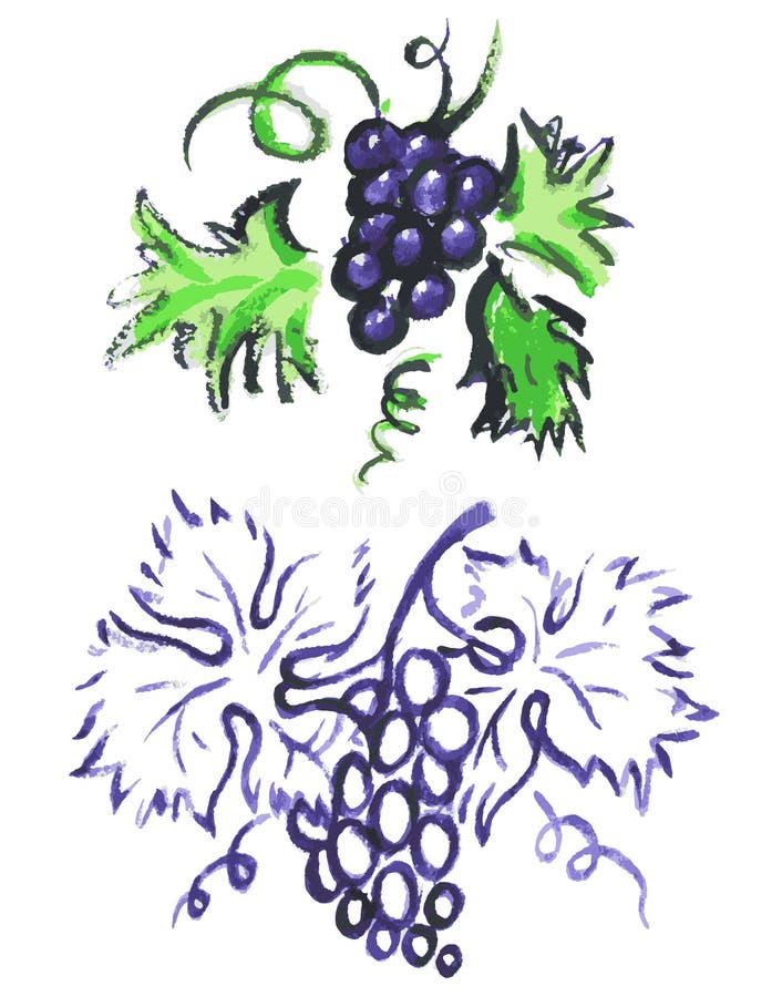 Dibujo De Pincel De Acuarela Vectorial Con Uva Y Hojas Maduras