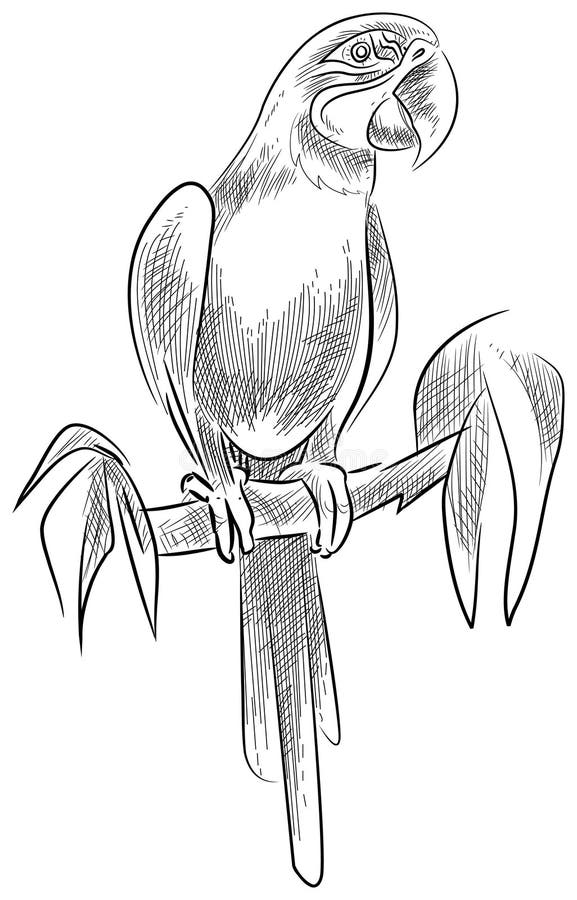 Dibujo del loro ilustración del vector. Ilustración de machacar - 56015720