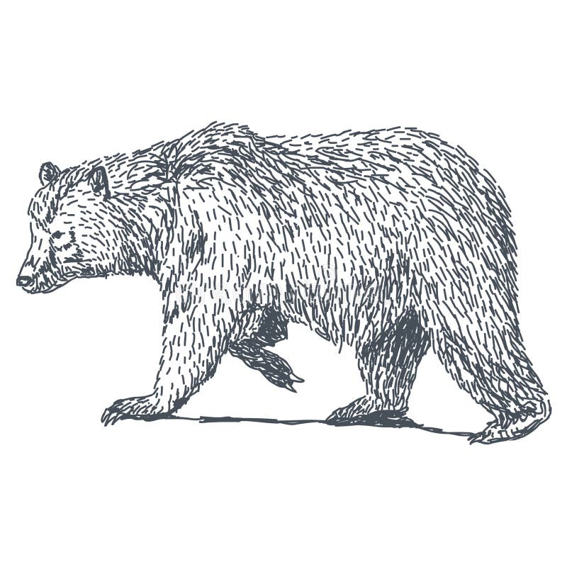 Dibujo del oso ilustración del vector. Ilustración de mano - 48437001