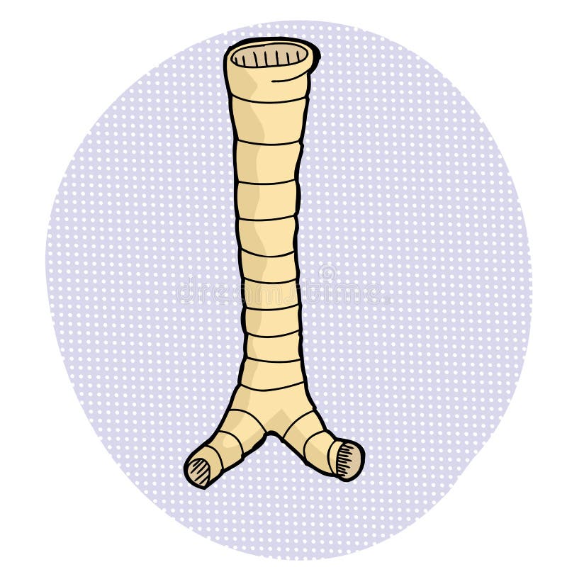 Dibujo Humano De La Tráquea Ilustración del Vector - Ilustración de ...