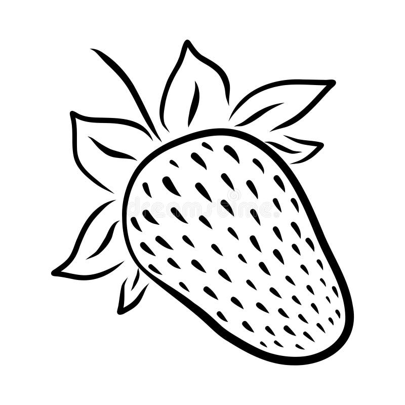 Dibujo Lineal Vectorial De Fresas Sobre Fondo Blanco Stock De