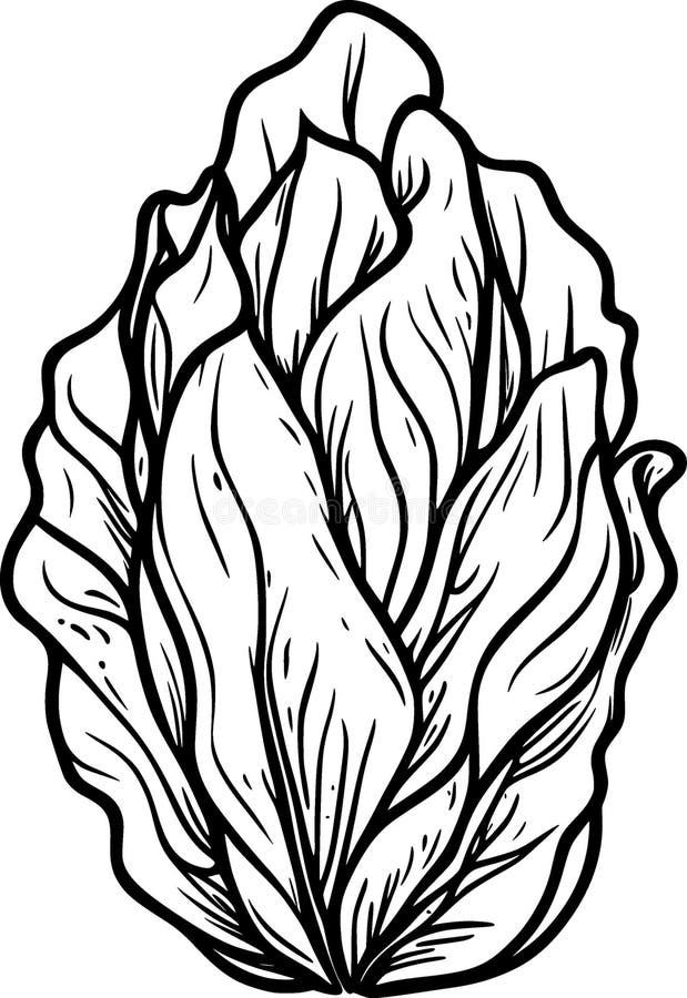 Dibujo a mano de una col stock de ilustración. Ilustración de contorno ...