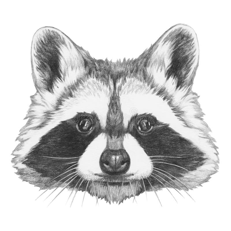 Dibujo del mapache stock de ilustración. Ilustración de diseño - 31544070