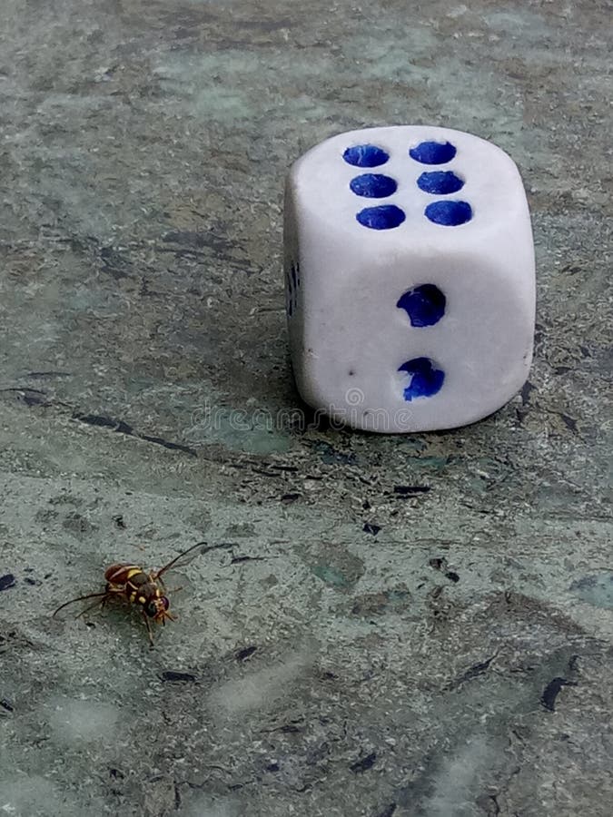 Dice and a bee stock image. Image of hdpicture, wallpaper - 98238879