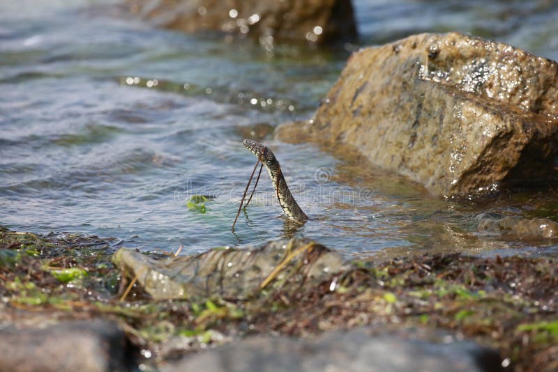 Dice Natrix tessellata stock image. Image of algae, mouth - 83531675