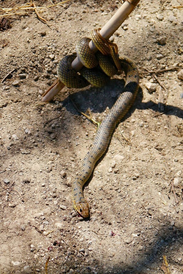 Dice Snake Coiled Around Stick Stock Photo - Image of portrait, pretty ...
