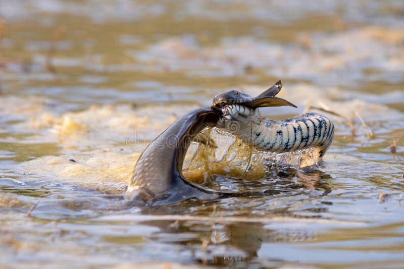 The Dice Snake Natrix Tessellata Caught a Fish Stock Photo - Image of ...