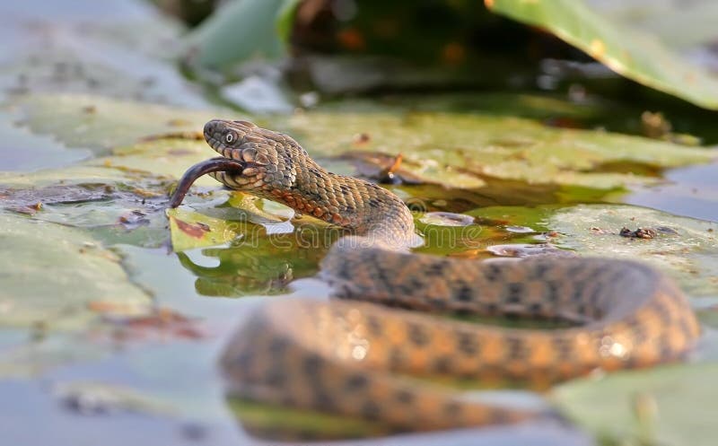 The Dice Snake Natrix Tessellata Caught a Fish and Eat it Stock Image ...