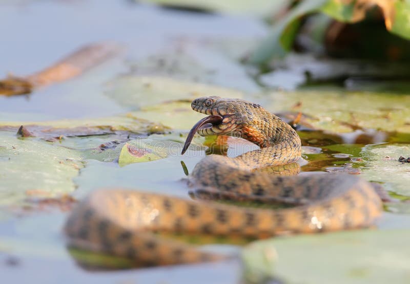 The Dice Snake Natrix Tessellata Caught a Fish and Eat it Stock Photo ...