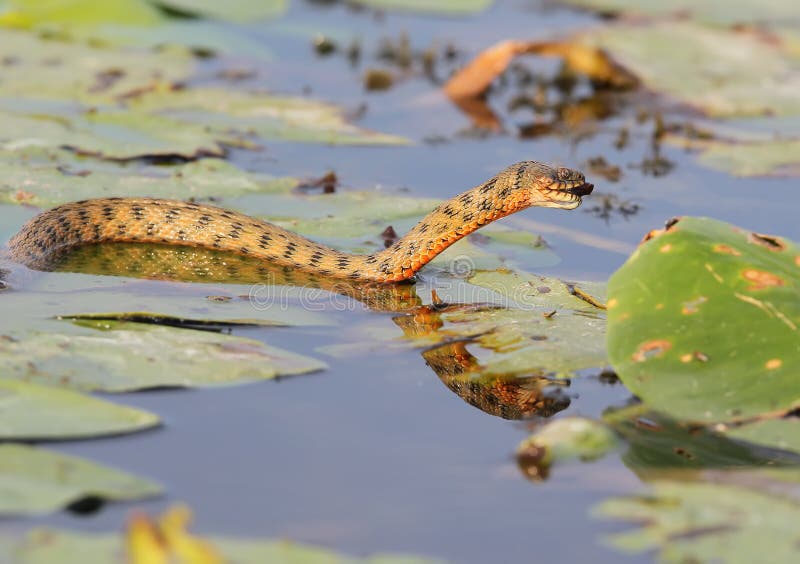 The Dice Snake Natrix Tessellata Caught a Fish Stock Photo - Image of ...