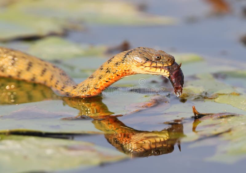 The Dice Snake Natrix Tessellata Caught a Fish and Eat it Stock Image ...