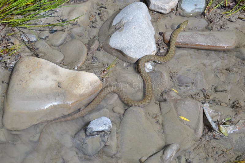 Dice Snake Natrix Tessellata Stock Image - Image of life, beautiful ...