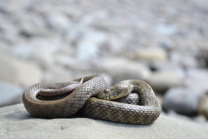 Dice Snake Natrix Tessellata Stock Photo - Image of education, habitat ...