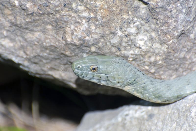 Dice Snake (Natrix Tessellata) Stock Image - Image of lacerta, lizard ...
