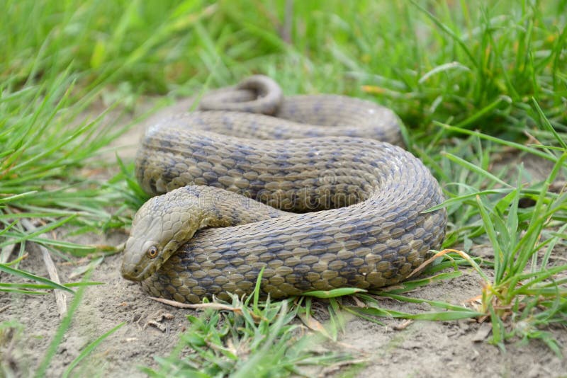Dice Snake (Natrix Tessellata) Stock Image - Image of posture, coils ...