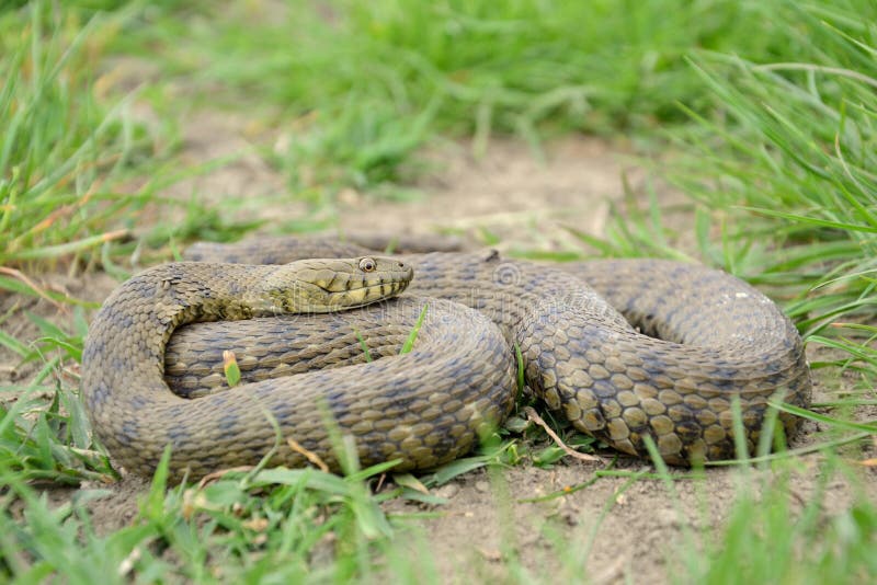 Dice Snake Natrix Tessellata Stock Image - Image of education, reptils ...