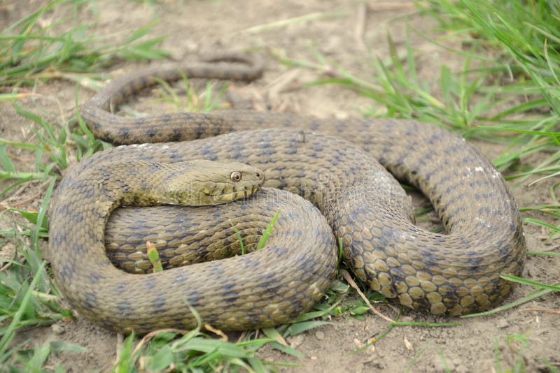 Dice Snake (Natrix Tessellata) Stock Photo - Image of habitat, natrix ...