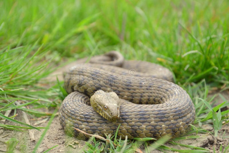Dice Snake (Natrix Tessellata) Stock Photo - Image of habitat, natrix ...