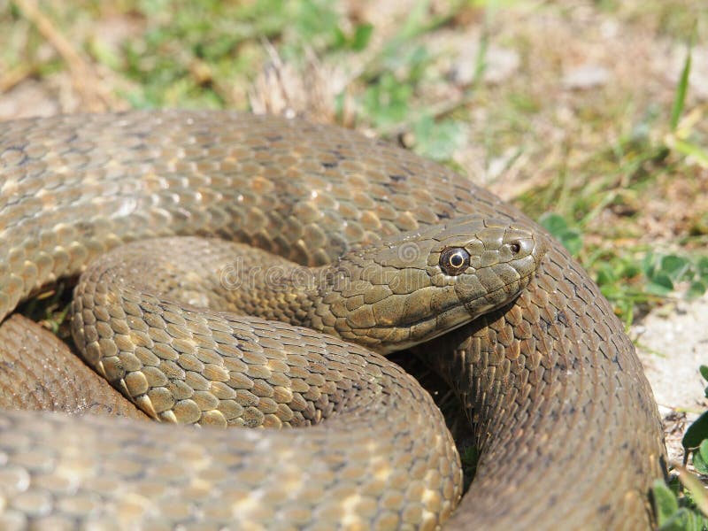 Dice Snake Natrix Tessellata Stock Photo - Image of reptile, natrix ...